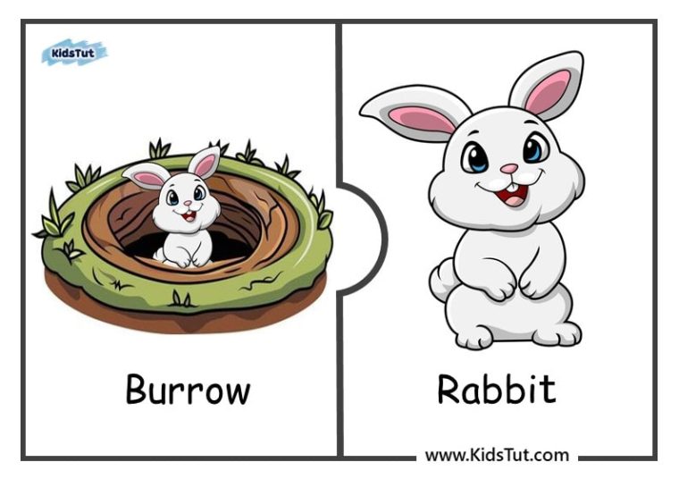 20 Flashcards of Animals and their homes for kids - KidsTut