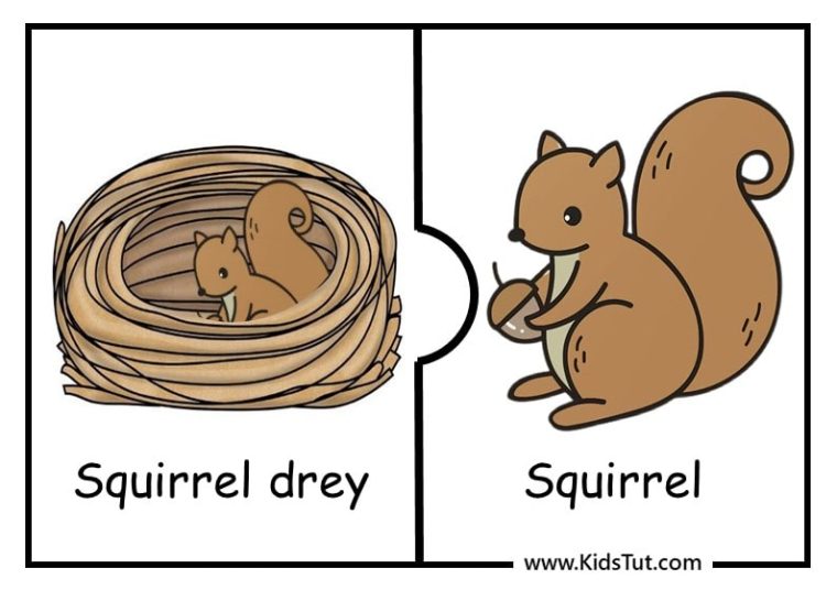 20 Flashcards of Animals and their homes for kids - KidsTut