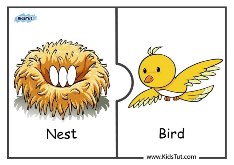 20 Flashcards of Animals and their homes for kids - KidsTut