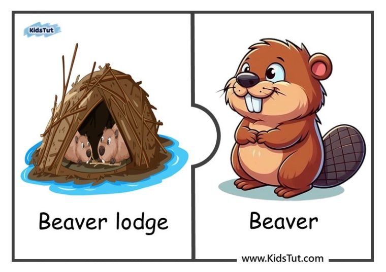 20 Flashcards of Animals and their homes for kids - KidsTut