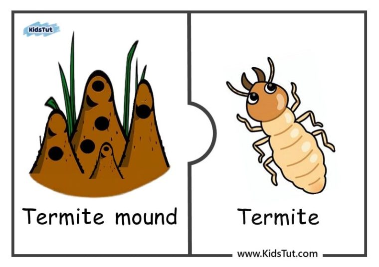 20 Flashcards of Animals and their homes for kids - KidsTut